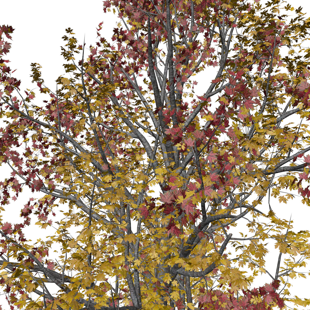 ArtStation - Mountain Maple Tree (in Fall) #07 - High Poly Tree (3D ...