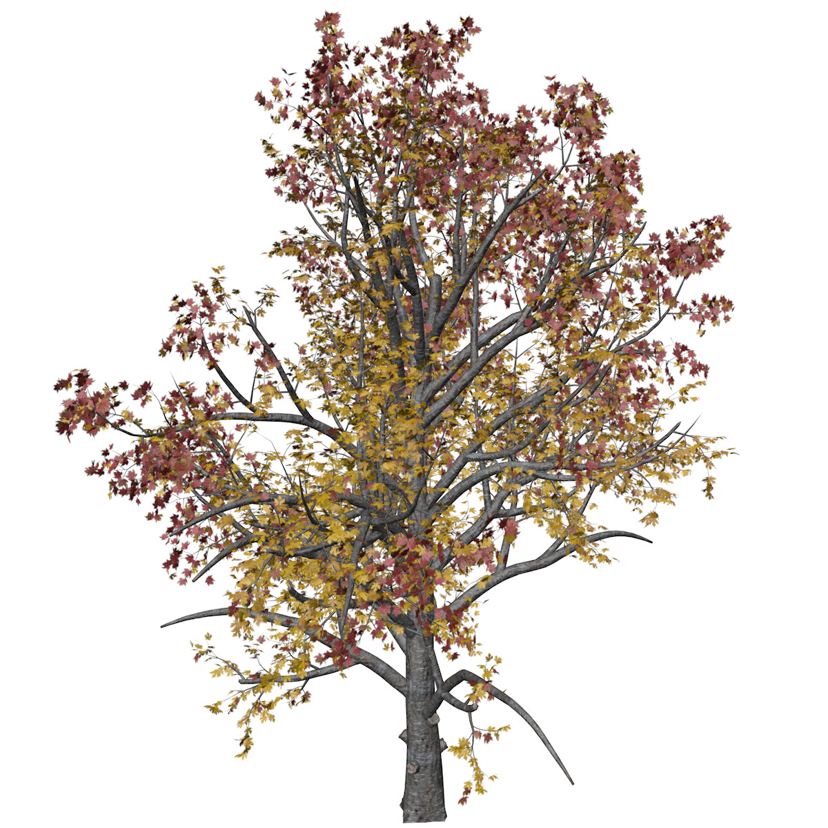 ArtStation - Mountain Maple Tree (in Fall) #08 - High Poly Tree (3D ...