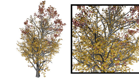 ArtStation - Mountain Maple Tree (in Fall) #09 - High Poly Tree (3D ...