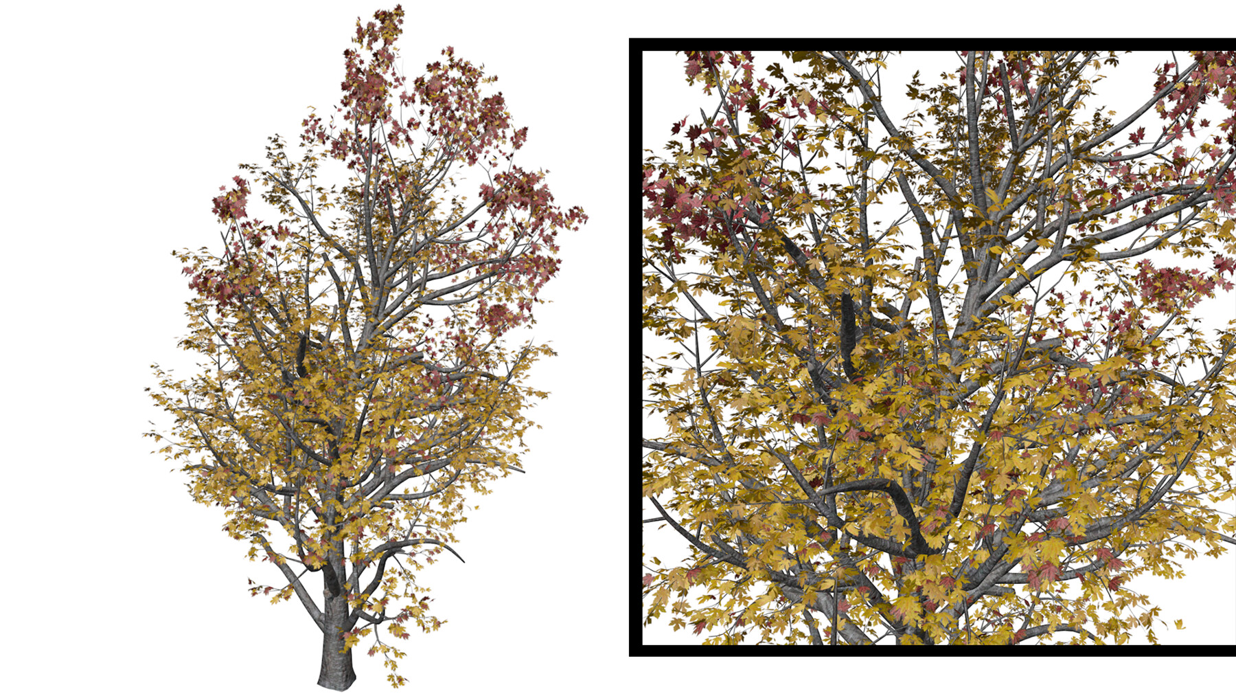 ArtStation - Mountain Maple Tree (in Fall) #09 - High Poly Tree (3D ...