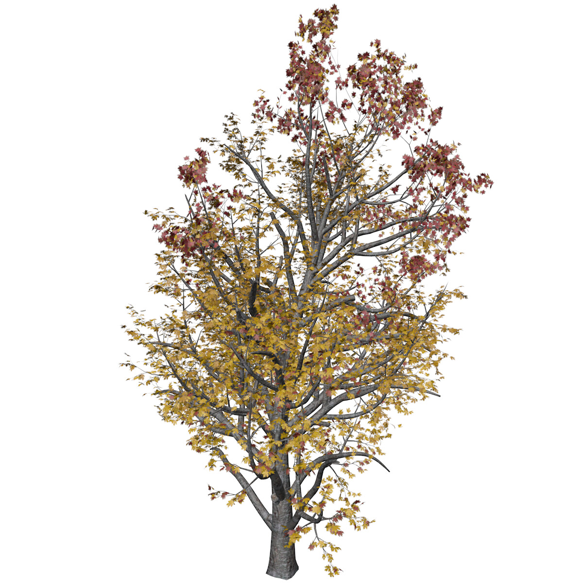 ArtStation - Mountain Maple Tree (in Fall) #09 - High Poly Tree (3D ...