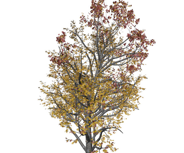 ArtStation - Mountain Maple Tree (in Fall) #09 - High Poly Tree (3D ...