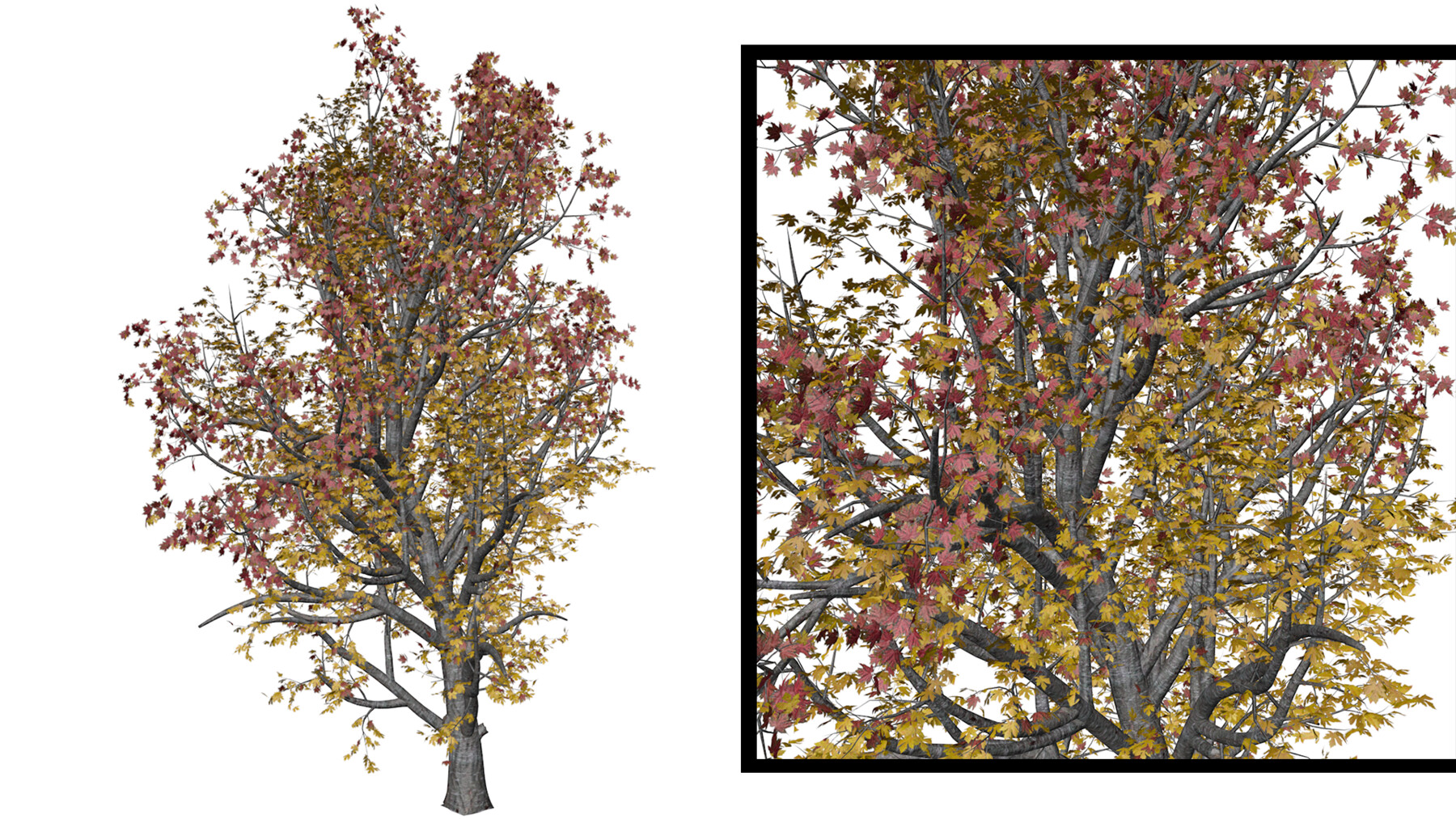 ArtStation - Mountain Maple Tree (in Fall) #10 - High Poly Tree (3D ...