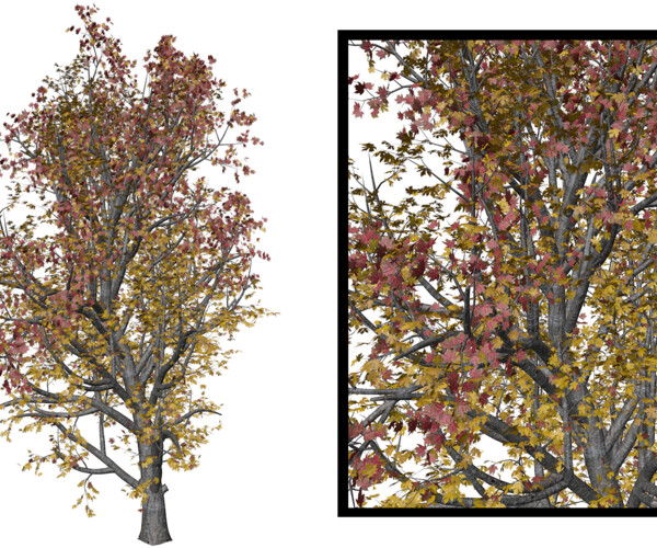 ArtStation - Mountain Maple Tree (in Fall) #10 - High Poly Tree (3D ...