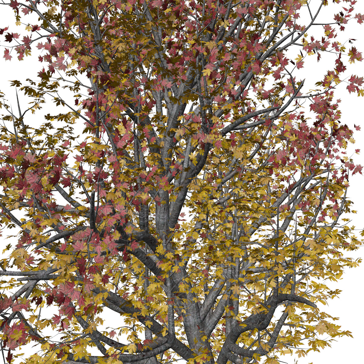 ArtStation - Mountain Maple Tree (in Fall) #10 - High Poly Tree (3D ...