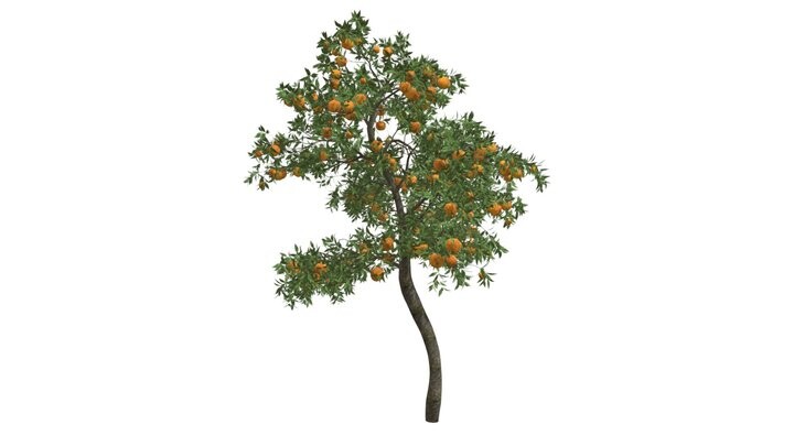 ArtStation - Orange Tree #04 - High Poly Tree (3D Model) | Game Assets