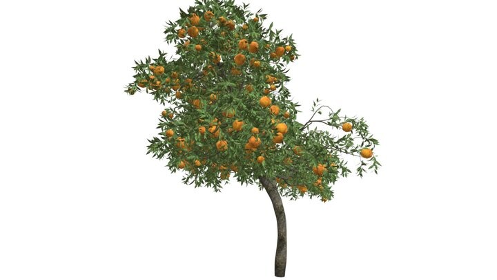 ArtStation - Orange Tree #05 - High Poly Tree (3D Model) | Game Assets