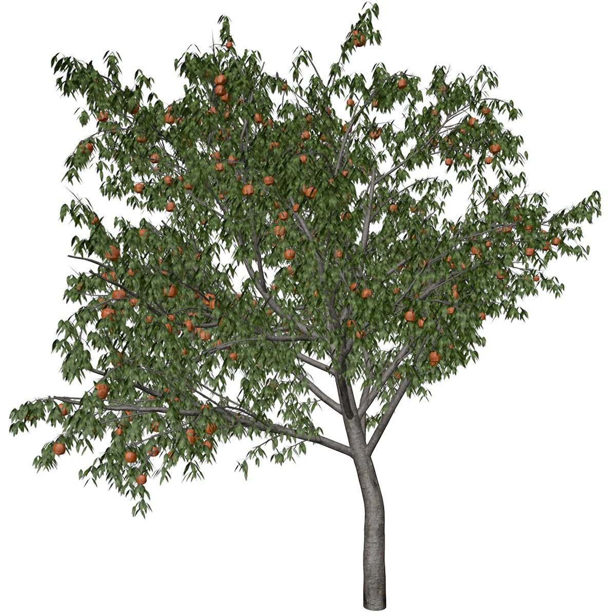 ArtStation - Peach Tree #03 - High Poly Tree (3D Model) | Game Assets