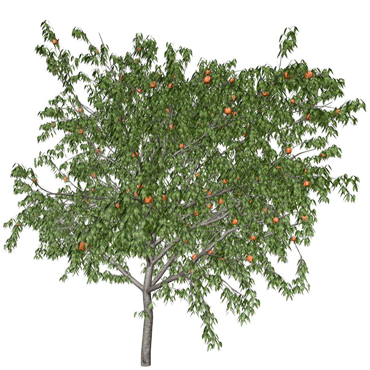 ArtStation - Peach Tree #05 - High Poly Tree (3D Model) | Game Assets