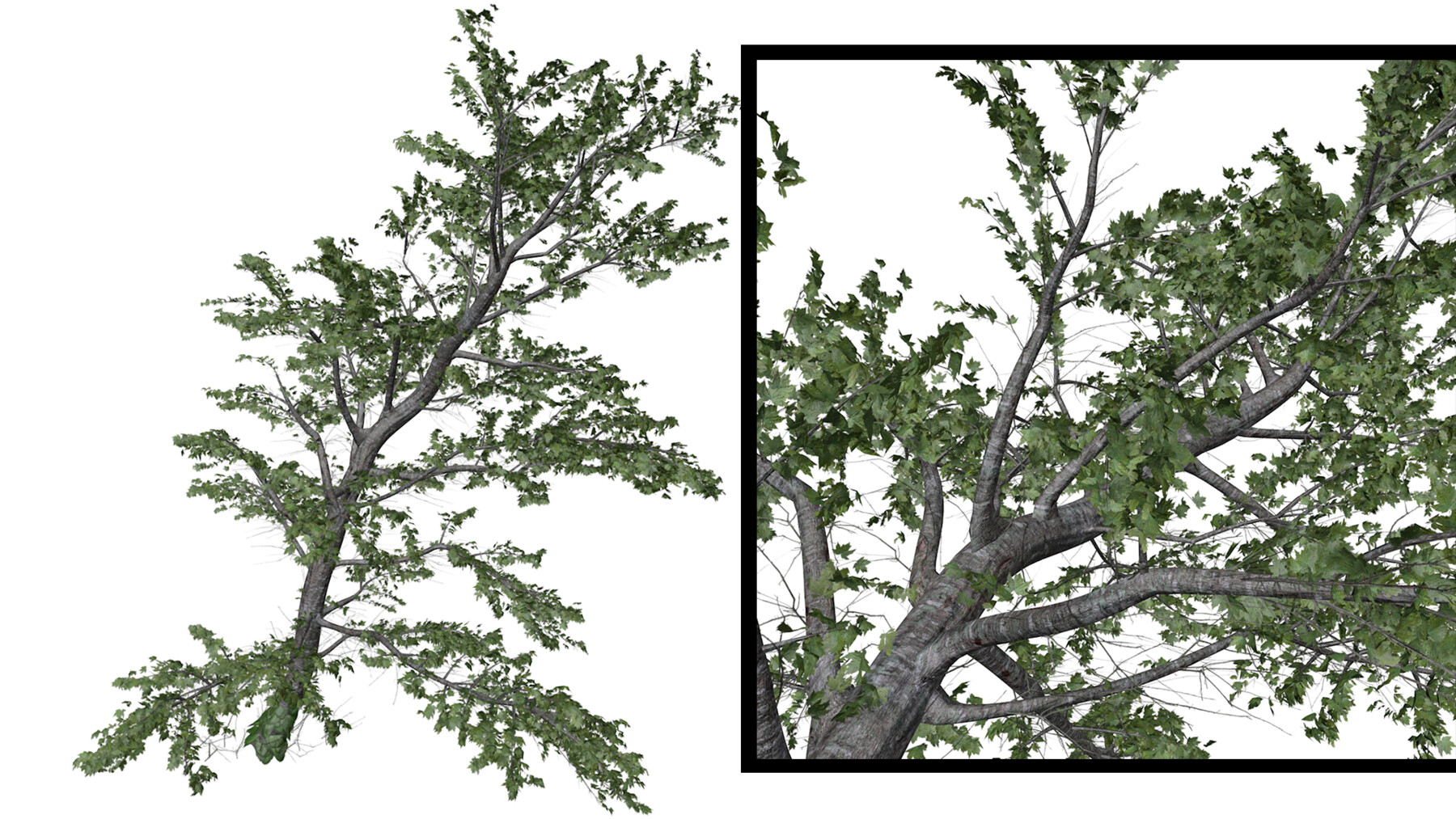 ArtStation - Plitvice Maple Tree #01 - High Poly Tree (3D Model) | Game ...