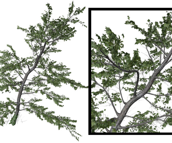 ArtStation - Plitvice Maple Tree #07 - High Poly Tree (3D Model) | Game ...