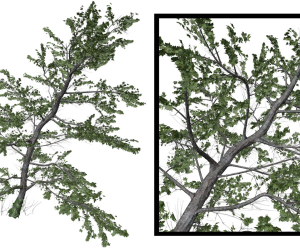 ArtStation - Plitvice Maple Tree #09 - High Poly Tree (3D Model) | Game ...