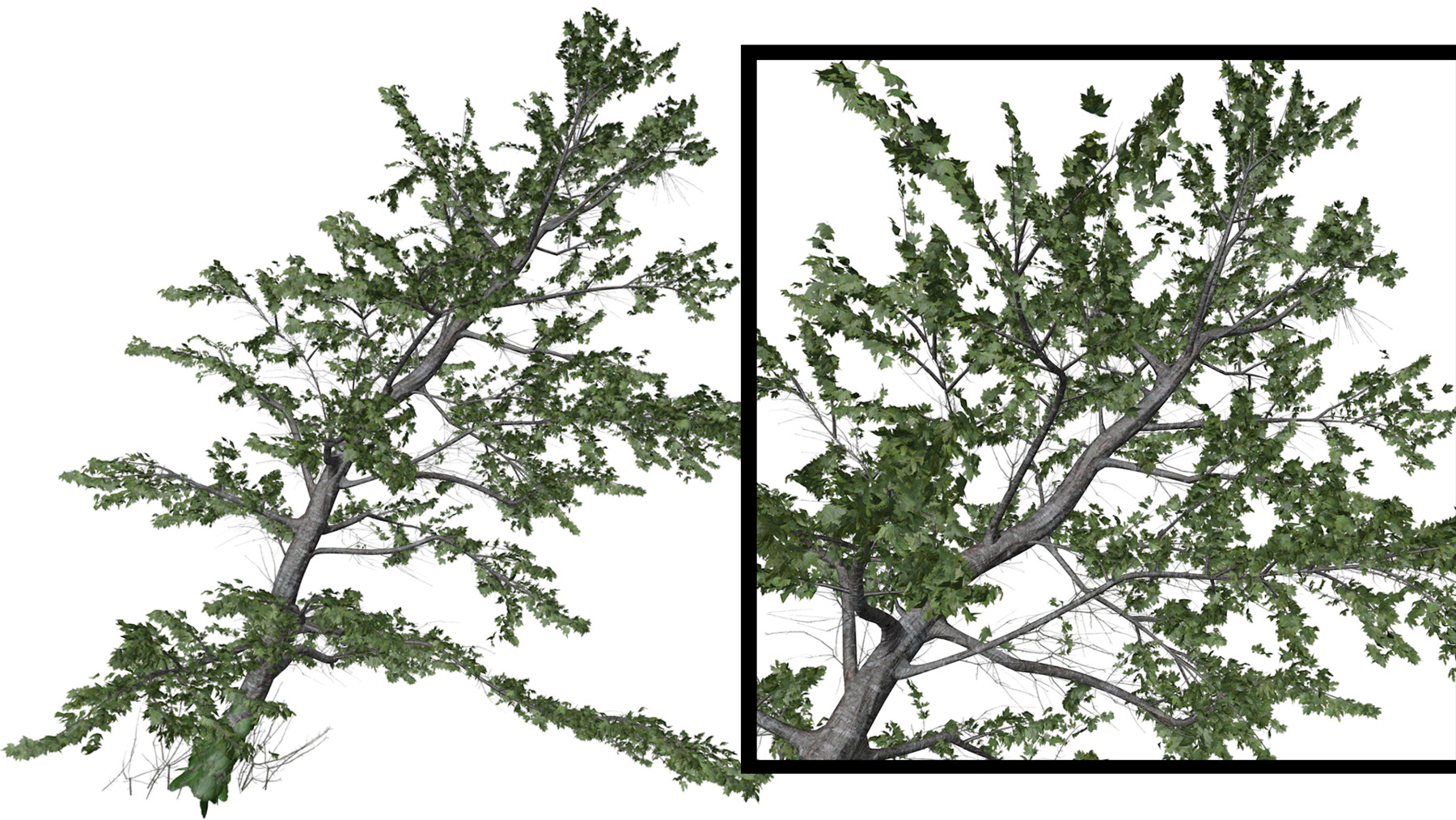 ArtStation - Plitvice Maple Tree #10 - High Poly Tree (3D Model) | Game ...