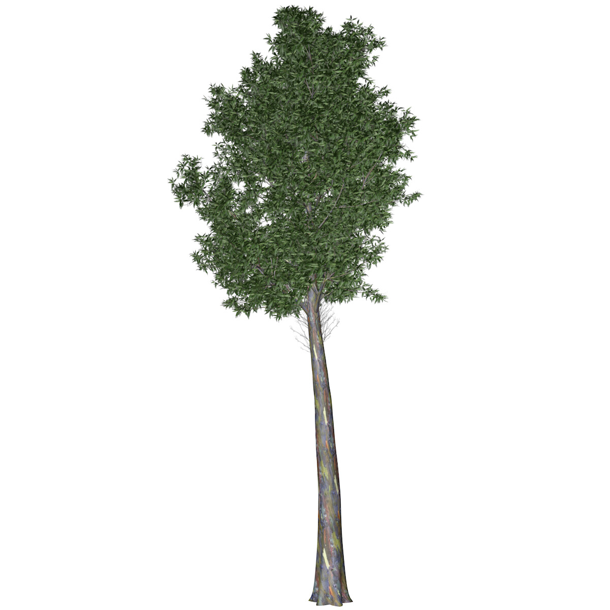 ArtStation - Rainbow Gum Tree #02 - High Poly Tree (3D Model) | Game Assets