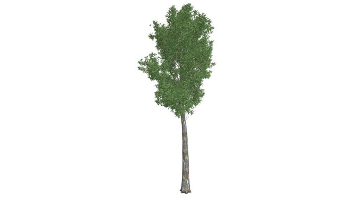ArtStation - Rainbow Gum Tree #02 - High Poly Tree (3D Model) | Game Assets