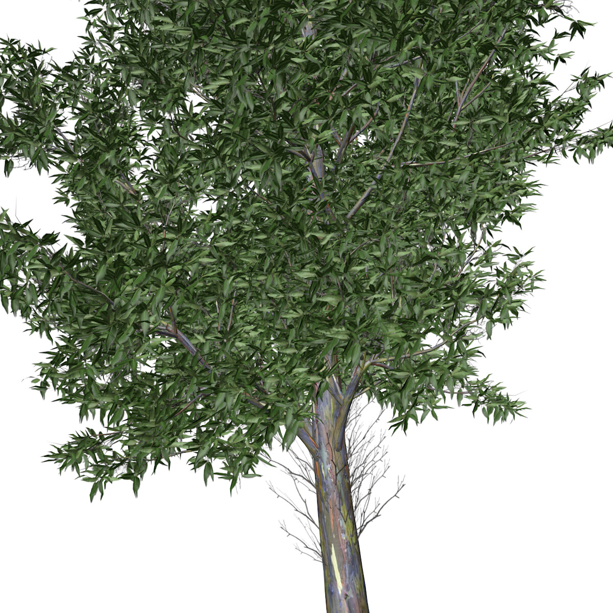 ArtStation - Rainbow Gum Tree #02 - High Poly Tree (3D Model) | Game Assets