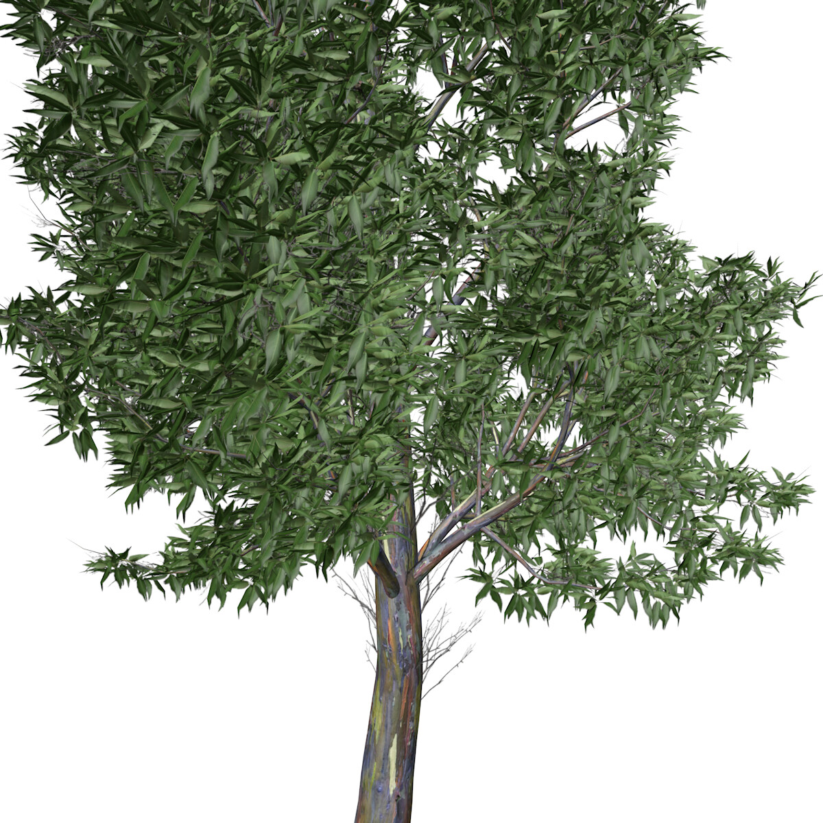 ArtStation - Rainbow Gum Tree #03 - High Poly Tree (3D Model) | Game Assets