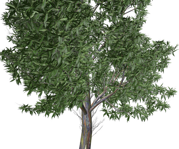 ArtStation - Rainbow Gum Tree #03 - High Poly Tree (3D Model) | Game Assets