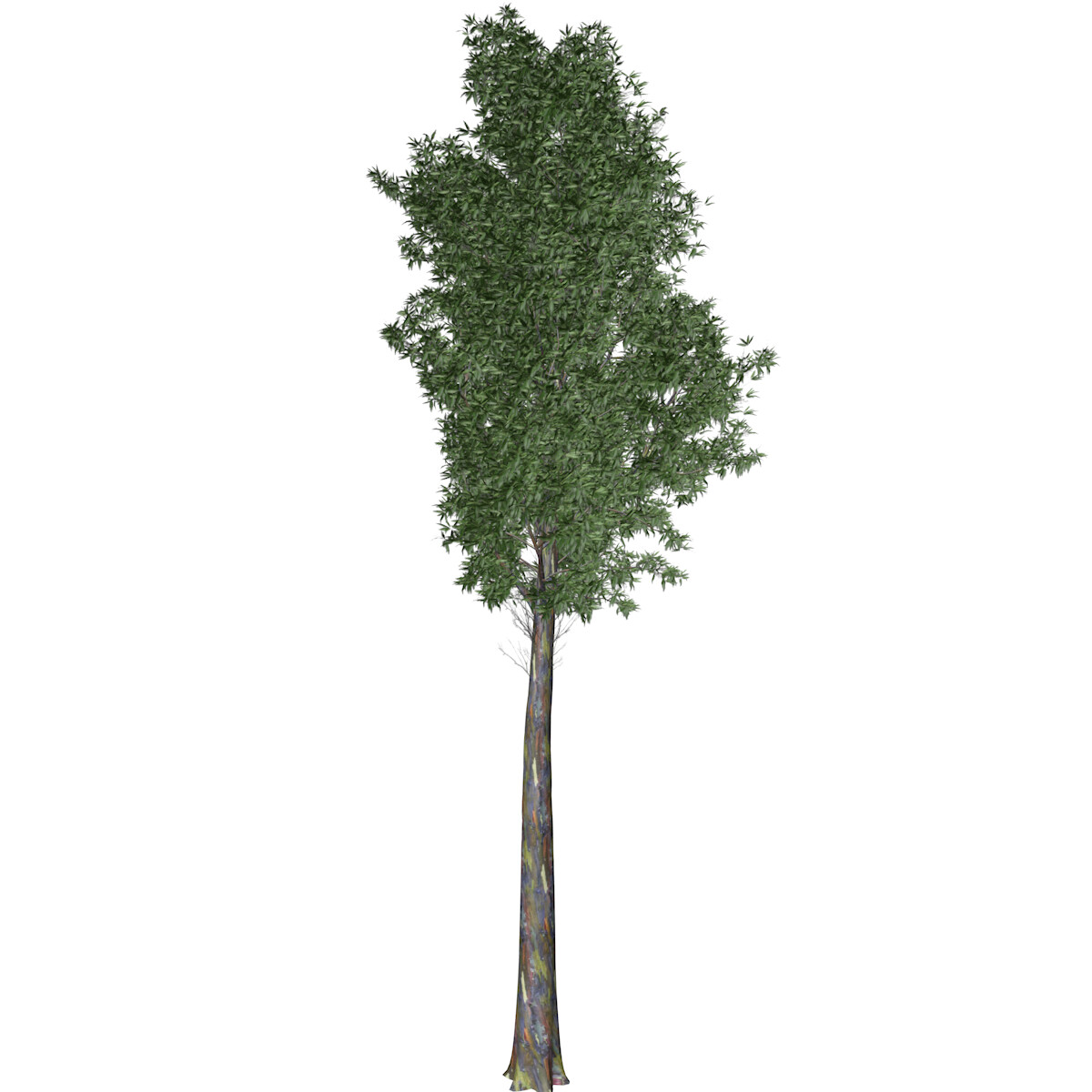 ArtStation - Rainbow Gum Tree #05 - High Poly Tree (3D Model) | Game Assets