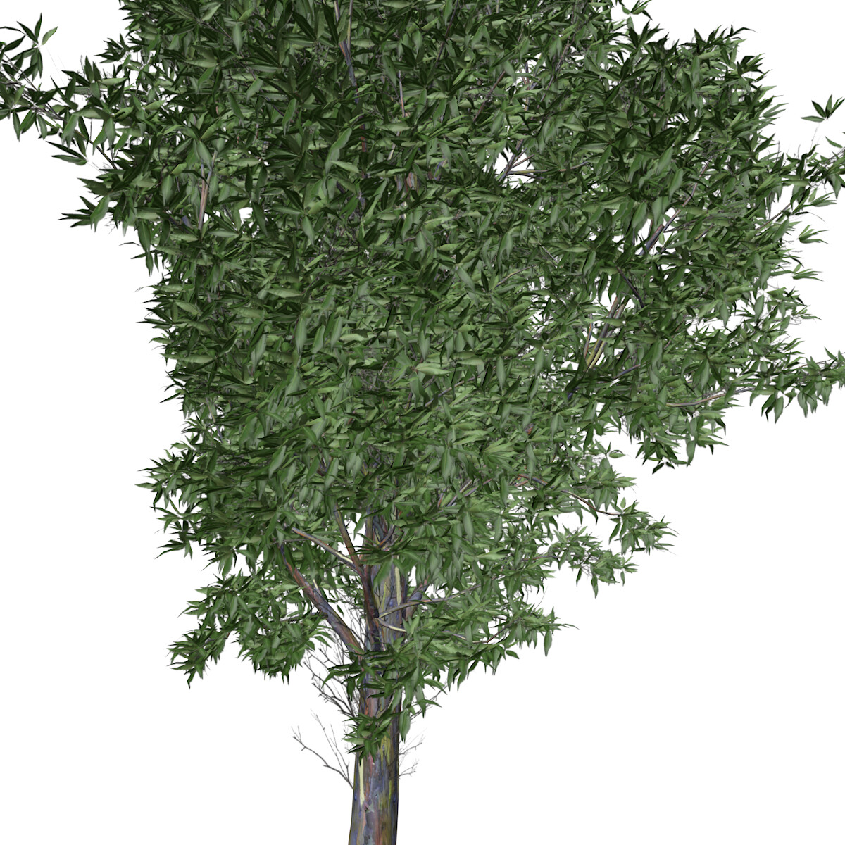 ArtStation - Rainbow Gum Tree #05 - High Poly Tree (3D Model) | Game Assets