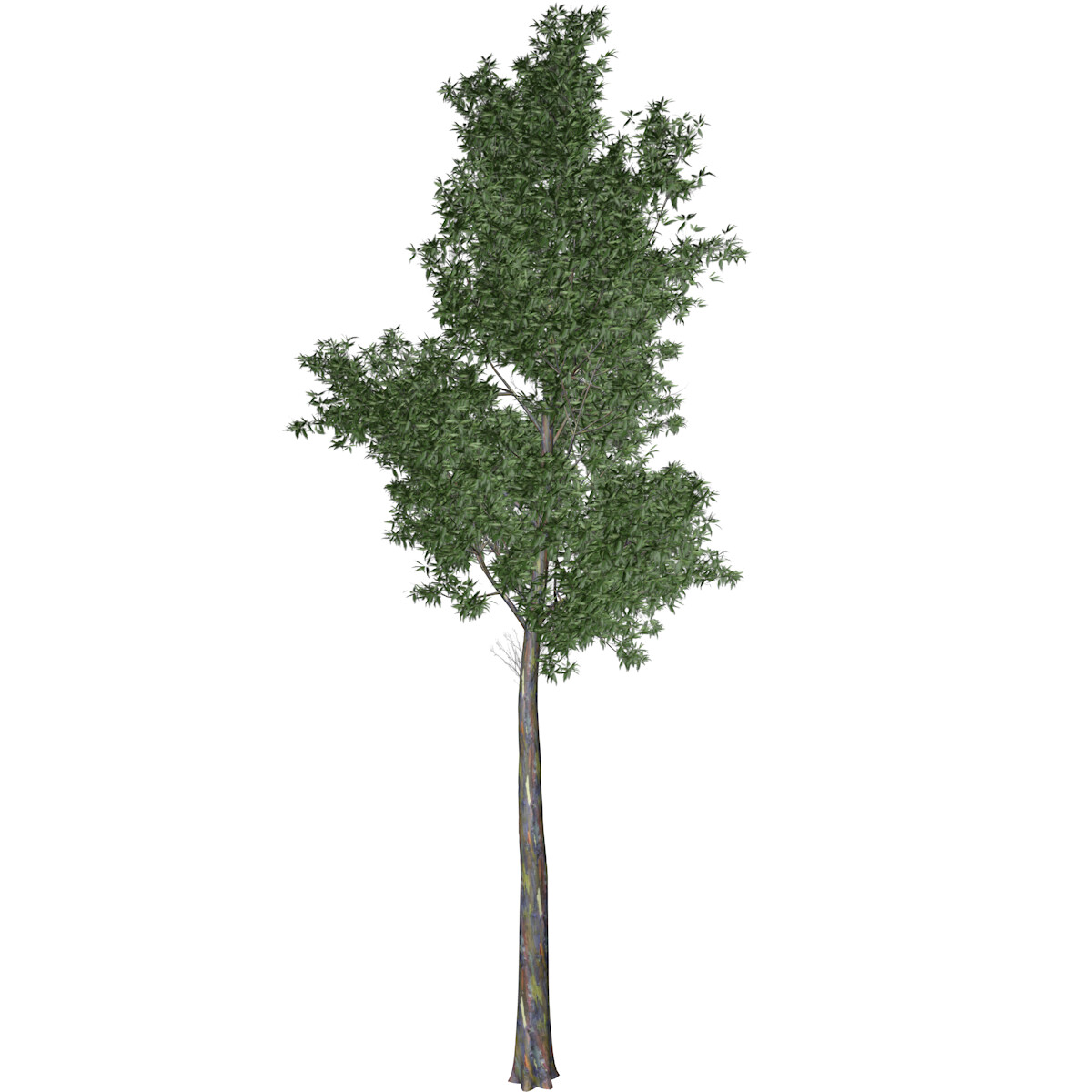 ArtStation - Rainbow Gum Tree #06 - High Poly Tree (3D Model) | Game Assets