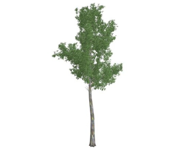 ArtStation - Rainbow Gum Tree #06 - High Poly Tree (3D Model) | Game Assets