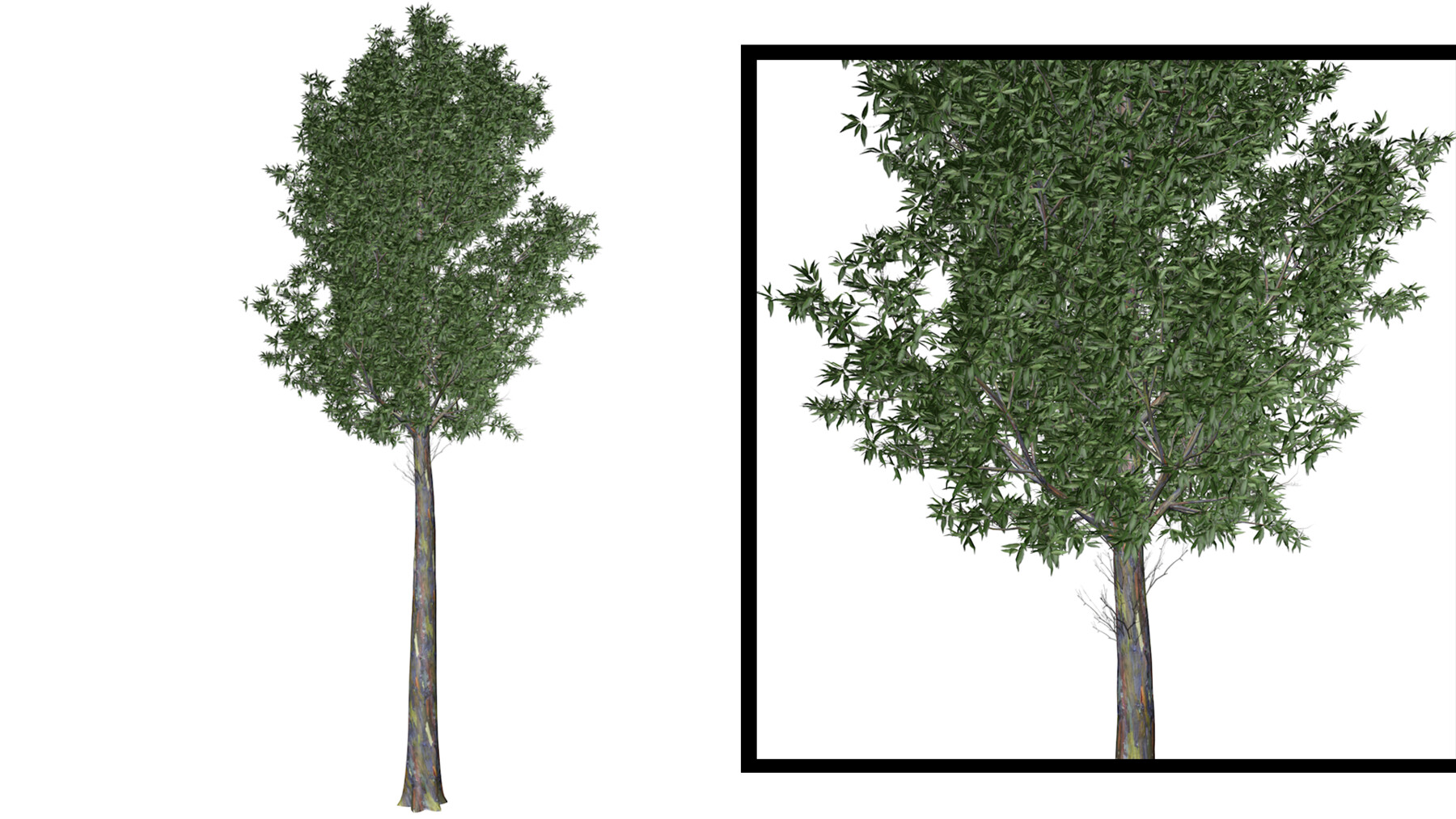 ArtStation - Rainbow Gum Tree #07 - High Poly Tree (3D Model) | Game Assets