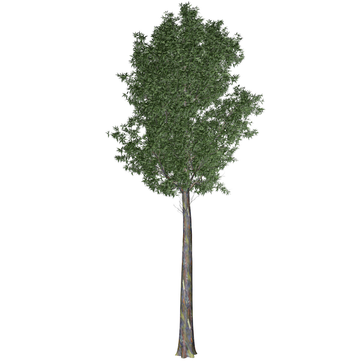 ArtStation - Rainbow Gum Tree #07 - High Poly Tree (3D Model) | Game Assets