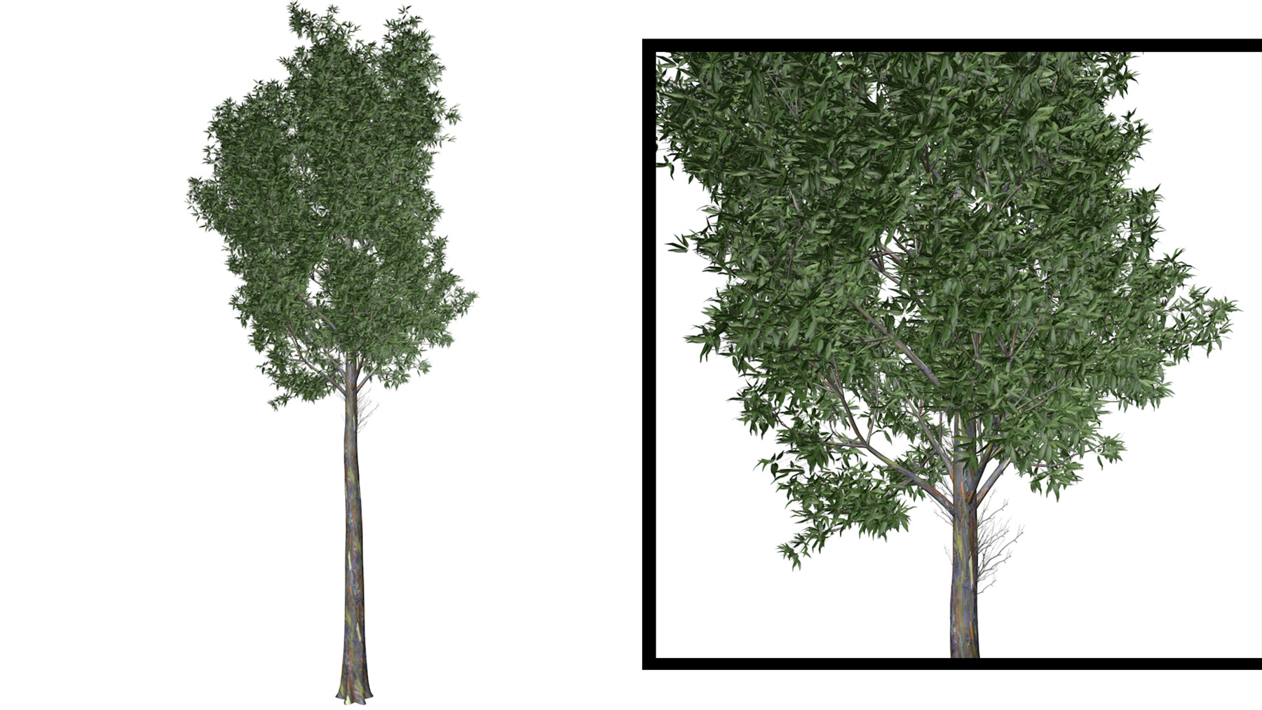 ArtStation - Rainbow Gum Tree #09 - High Poly Tree (3D Model) | Game Assets