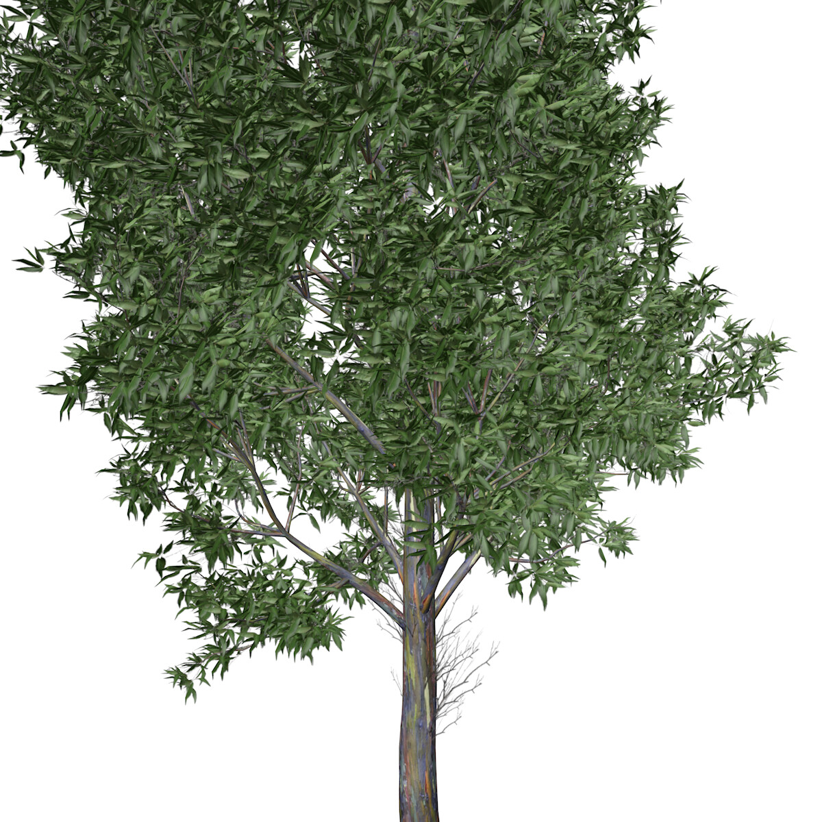 ArtStation - Rainbow Gum Tree #09 - High Poly Tree (3D Model) | Game Assets