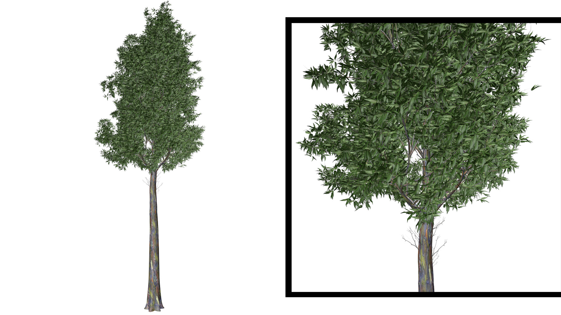 ArtStation - Rainbow Gum Tree #10 - High Poly Tree (3D Model) | Game Assets