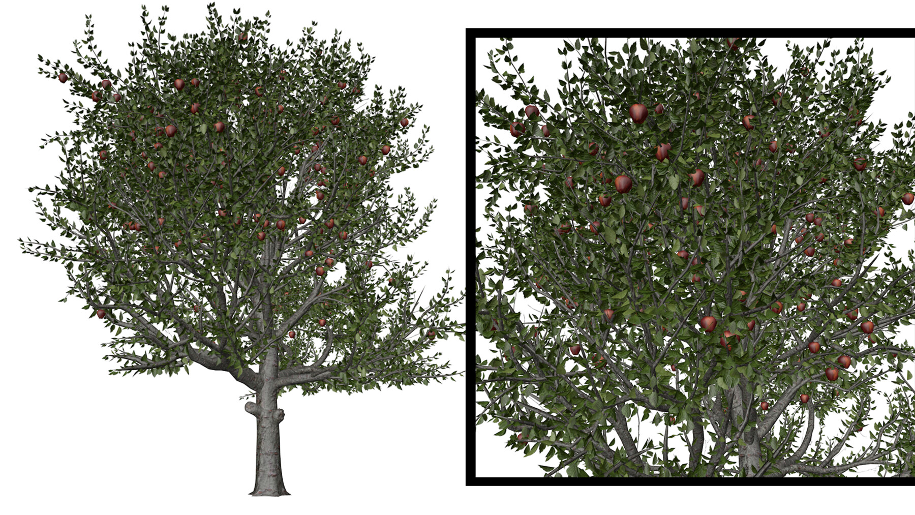 ArtStation - Red Delicious Apple Tree #02 - High Poly Tree (3D Model ...