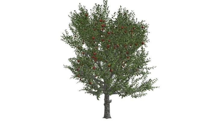 ArtStation - Red Delicious Apple Tree #02 - High Poly Tree (3D Model ...