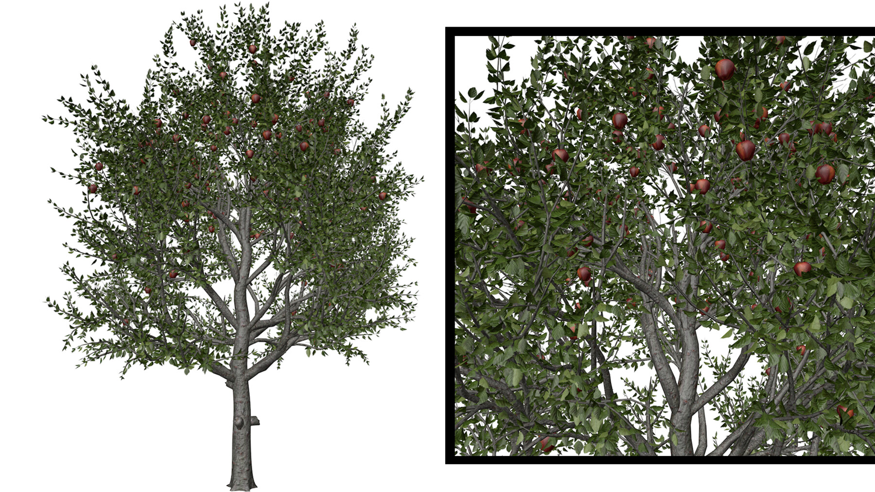 ArtStation - Red Delicious Apple Tree #03 - High Poly Tree (3D Model ...