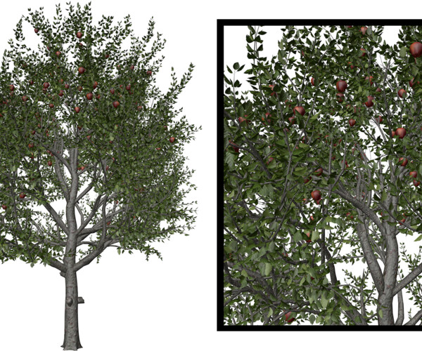 ArtStation - Red Delicious Apple Tree #03 - High Poly Tree (3D Model ...