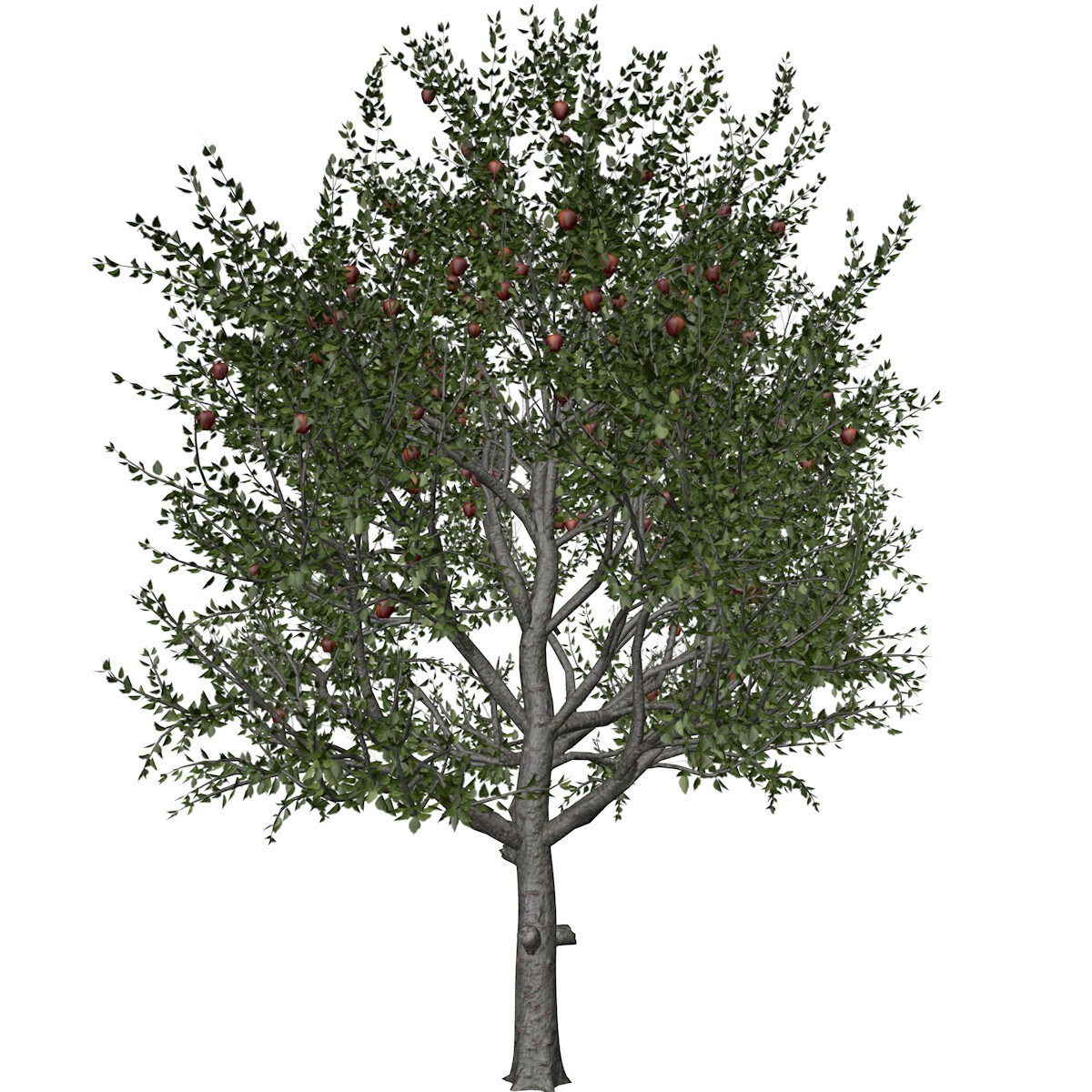 ArtStation - Red Delicious Apple Tree #03 - High Poly Tree (3D Model ...