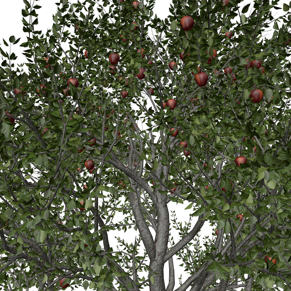 ArtStation - Red Delicious Apple Tree #03 - High Poly Tree (3D Model ...