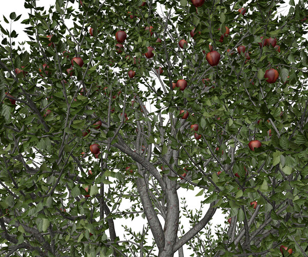 ArtStation - Red Delicious Apple Tree #03 - High Poly Tree (3D Model ...