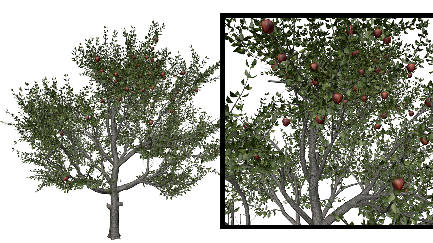 ArtStation - Red Delicious Apple Tree #05 - High Poly Tree (3D Model ...