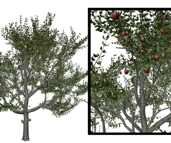 ArtStation - Red Delicious Apple Tree #05 - High Poly Tree (3D Model ...