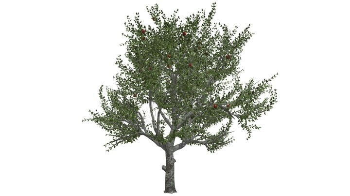 ArtStation - Red Delicious Apple Tree #06 - High Poly Tree (3D Model ...