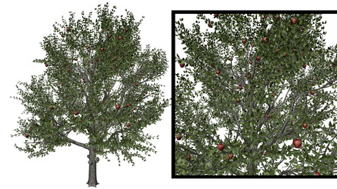 ArtStation - Red Delicious Apple Tree #07 - High Poly Tree (3D Model ...
