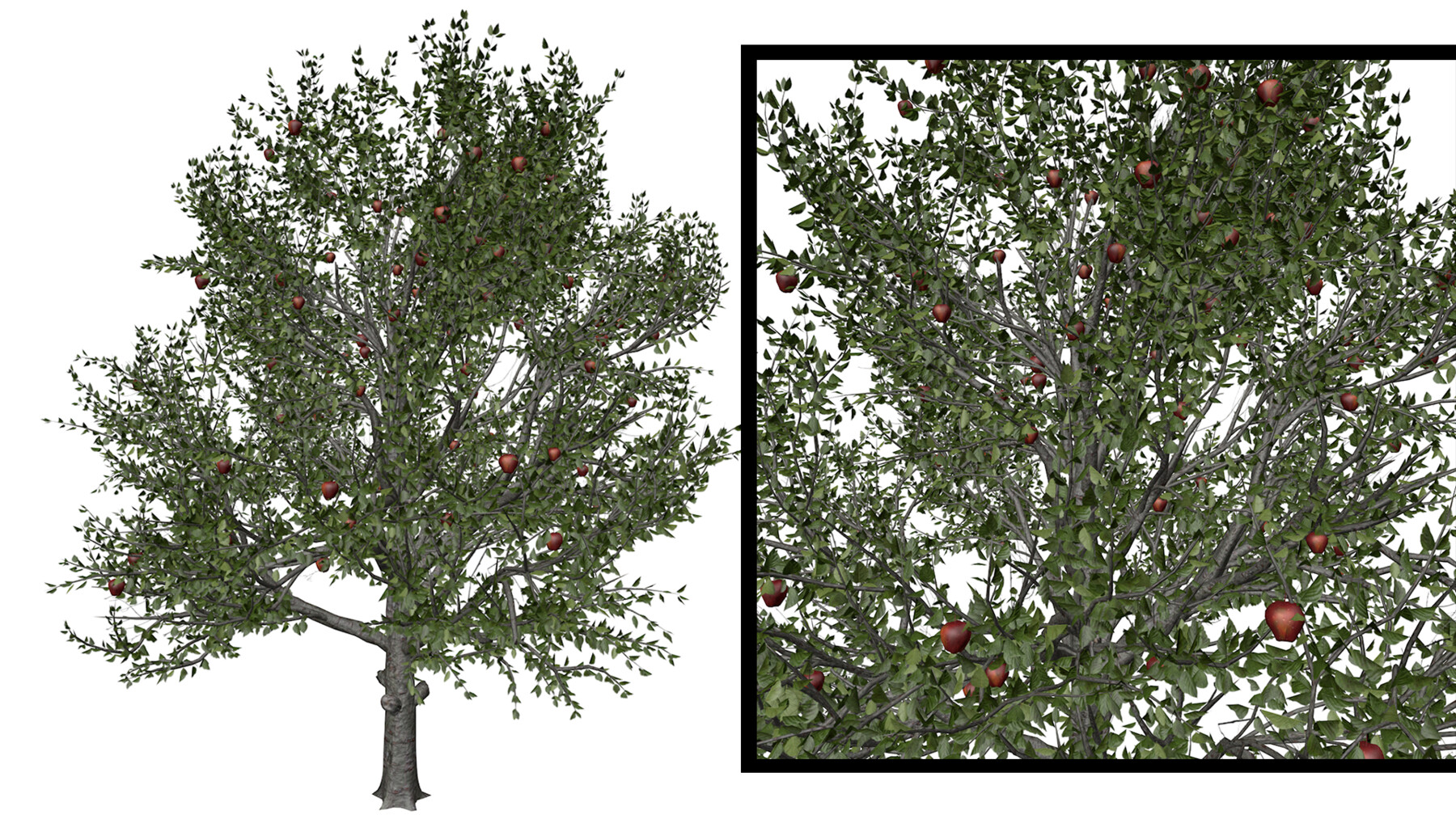 ArtStation - Red Delicious Apple Tree #07 - High Poly Tree (3D Model ...