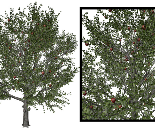 ArtStation - Red Delicious Apple Tree #07 - High Poly Tree (3D Model ...