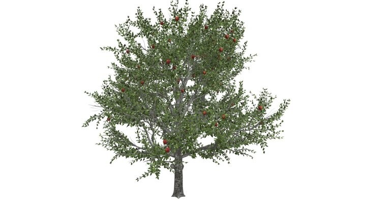 ArtStation - Red Delicious Apple Tree #07 - High Poly Tree (3D Model ...