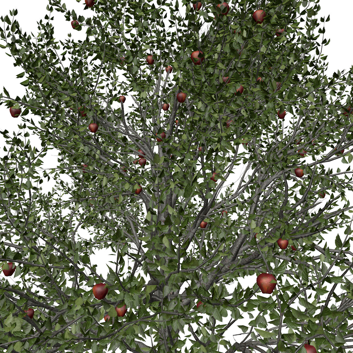 ArtStation - Red Delicious Apple Tree #07 - High Poly Tree (3D Model ...