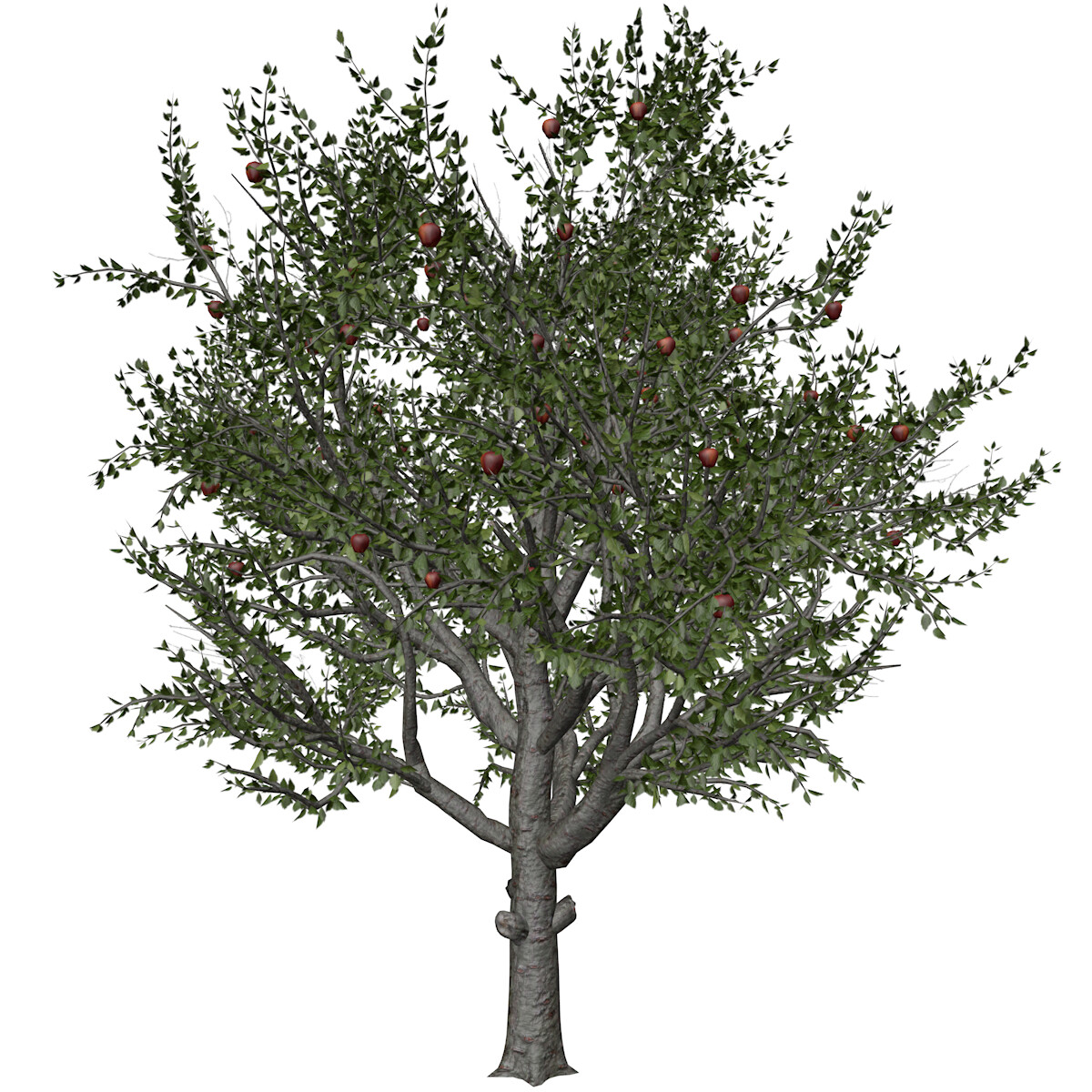 ArtStation - Red Delicious Apple Tree #08 - High Poly Tree (3D Model ...