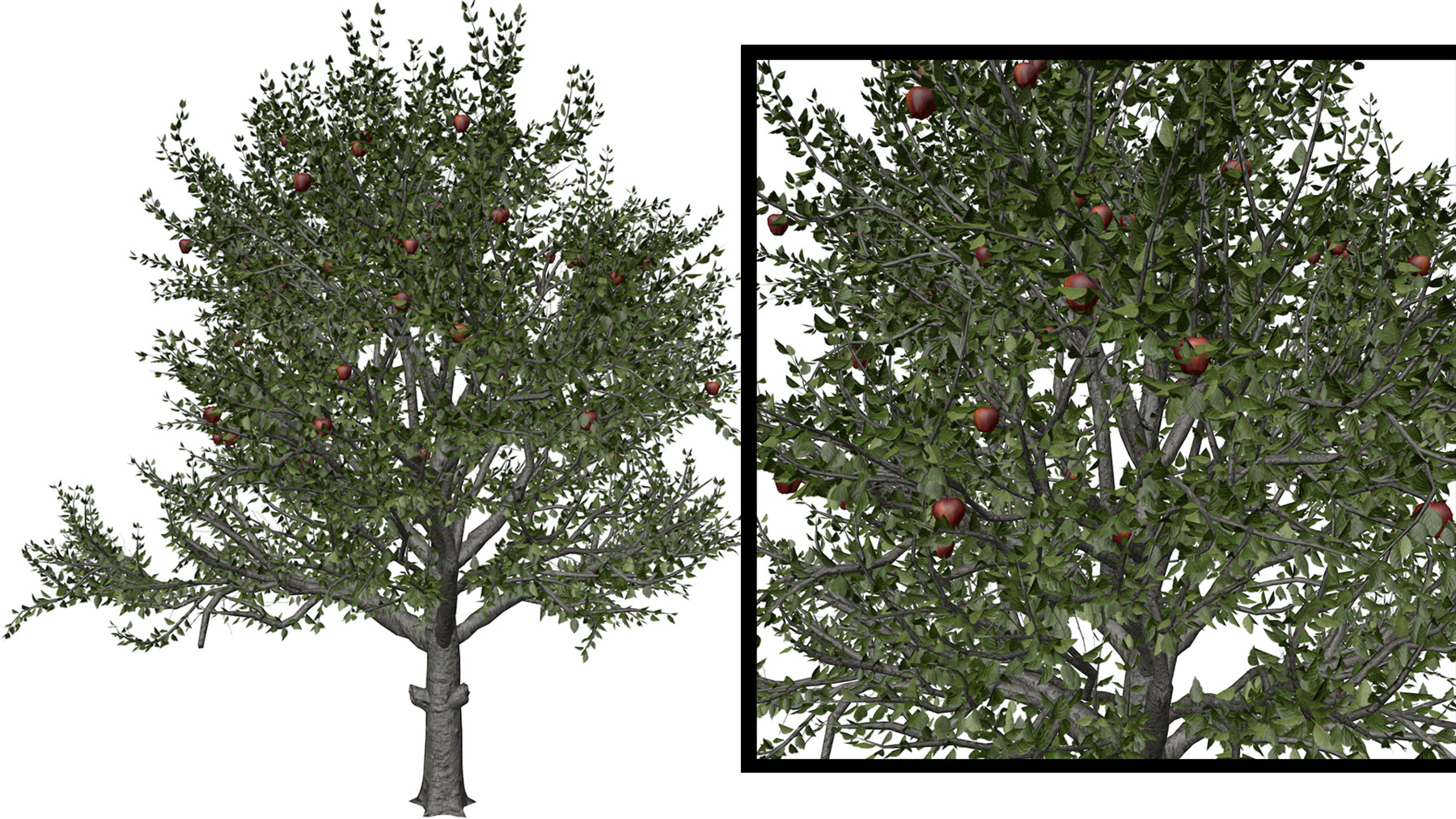 ArtStation - Red Delicious Apple Tree #09 - High Poly Tree (3D Model ...