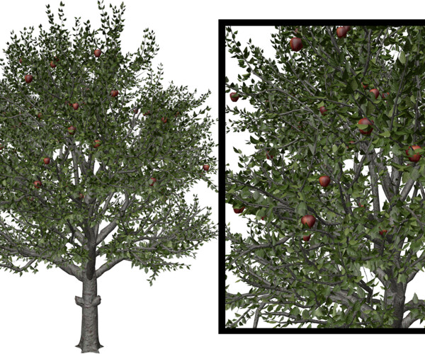 ArtStation - Red Delicious Apple Tree #09 - High Poly Tree (3D Model ...