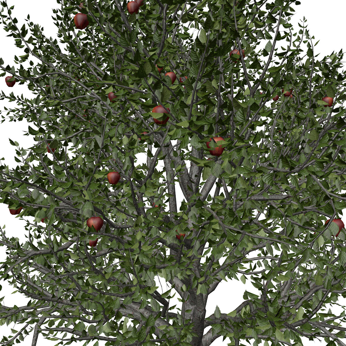 ArtStation - Red Delicious Apple Tree #09 - High Poly Tree (3D Model ...